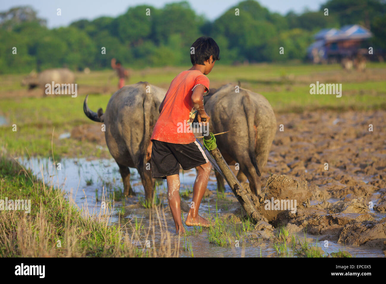 Pulling water buffalo hi-res stock photography and images - Alamy
