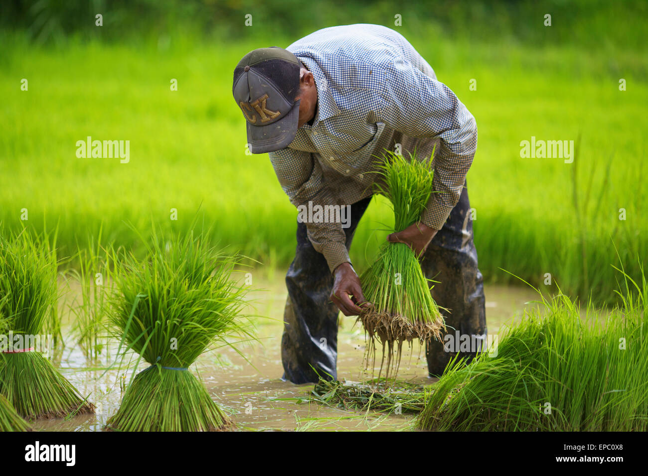 Transplanting rice; Battambang, Cambodia Stock Photo - Alamy