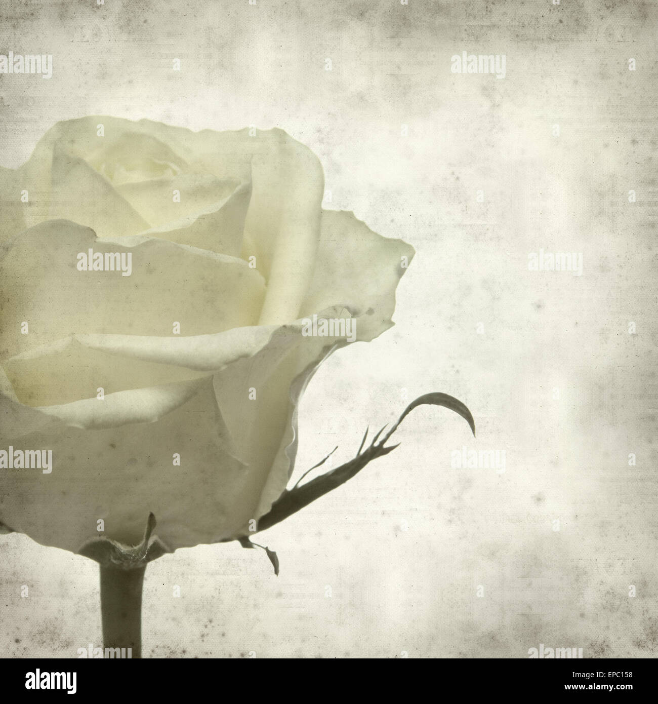 textured old paper background with pale yellow rose flower Stock Photo ...