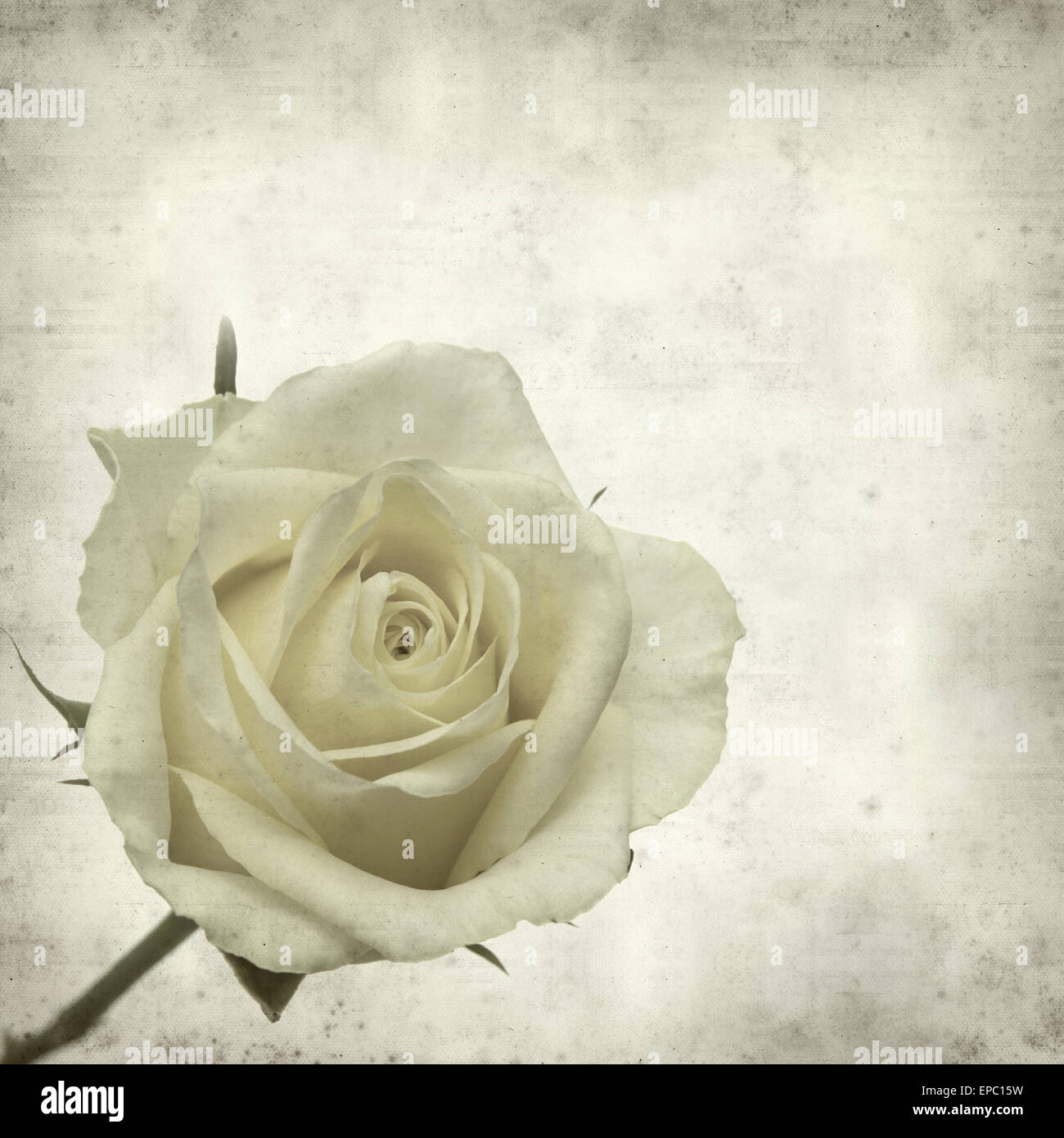 textured old paper background with pale yellow rose flower Stock Photo ...