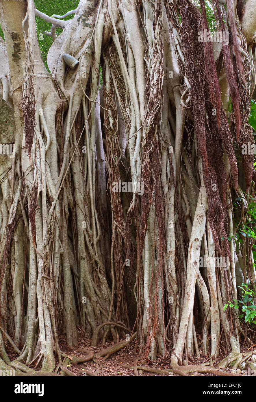 Banyan Tree Hanging Roots