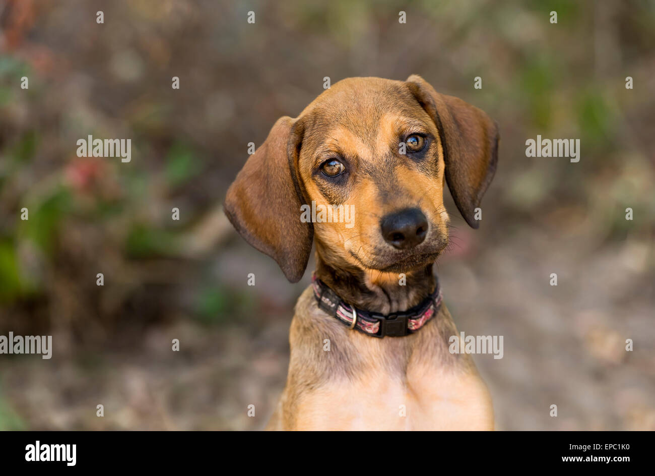 Cute Puppy Dog is outside looking curious Stock Photo - Alamy