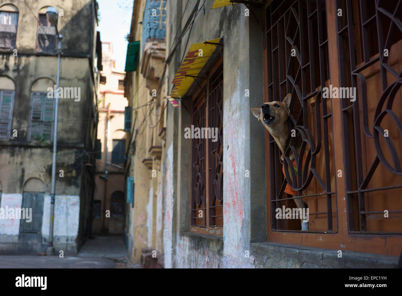 Dog barking through window; Kolkata, West Bengal, India Stock Photo - Alamy