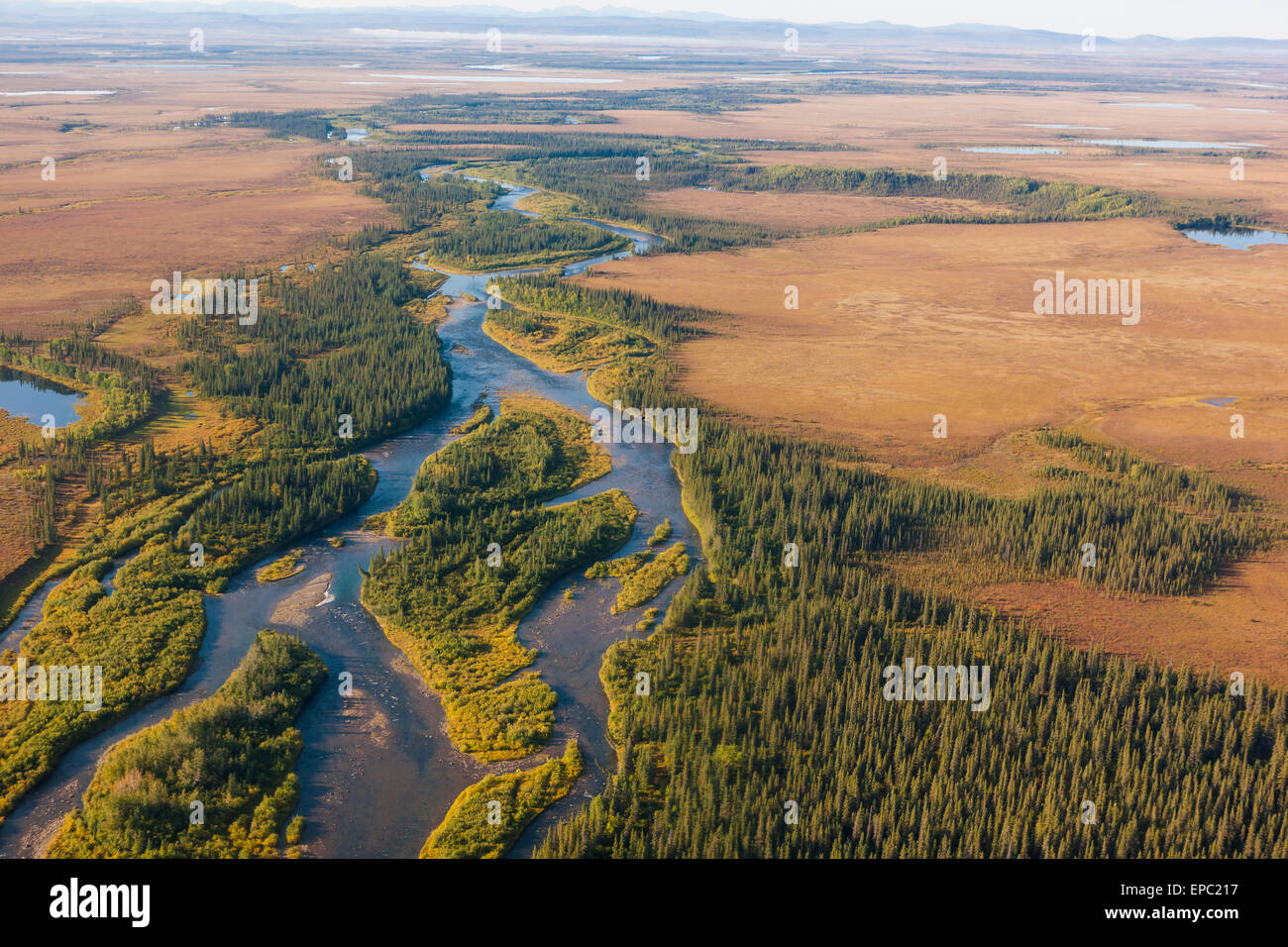 Aerial view of a stream and surrounding trees, Arctic Alaska, summer ...