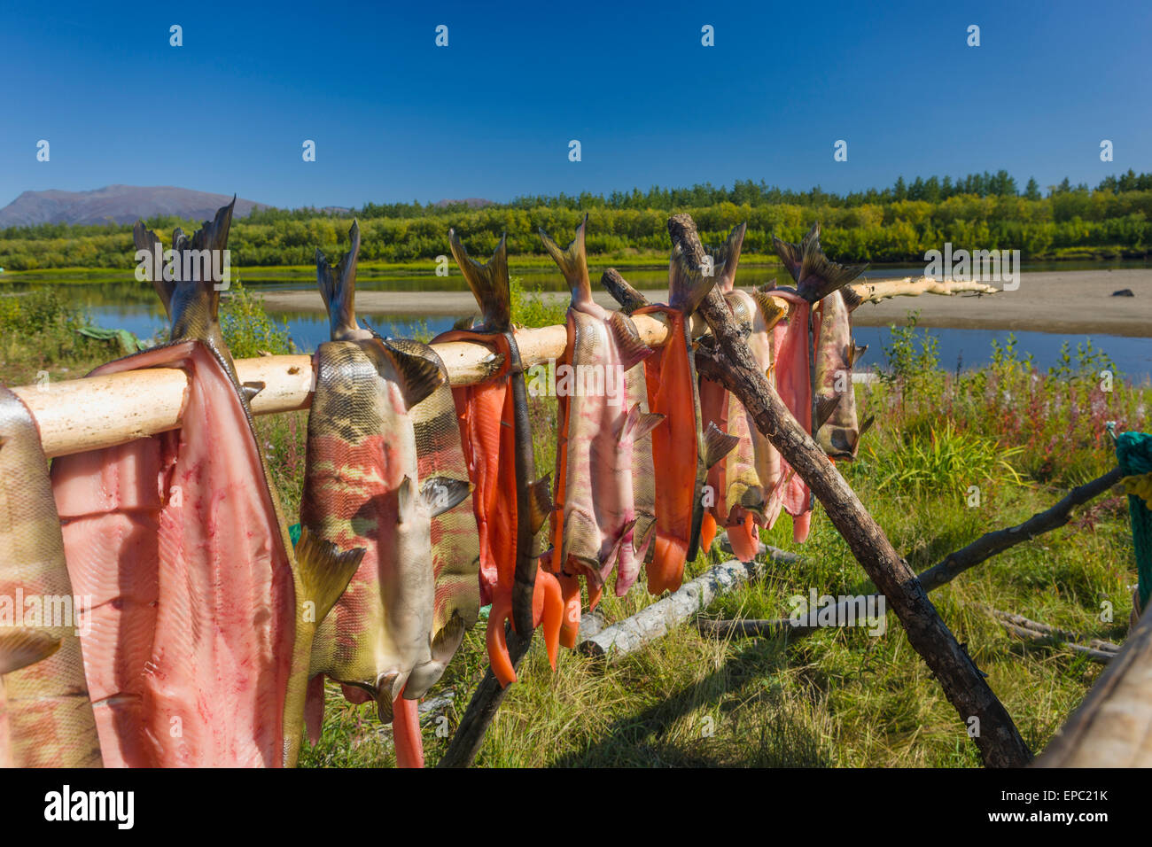 Filet Chum salmon hanging outdoors over a log drying on a sunny day ...