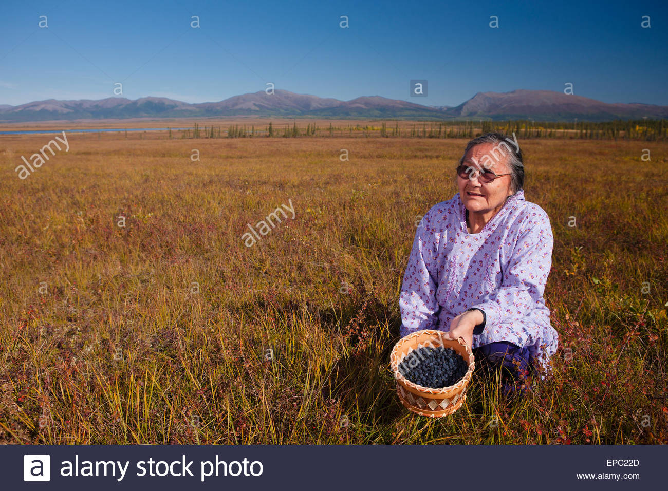 Berry Picking Tundra Stock Photos & Berry Picking Tundra Stock Images ...