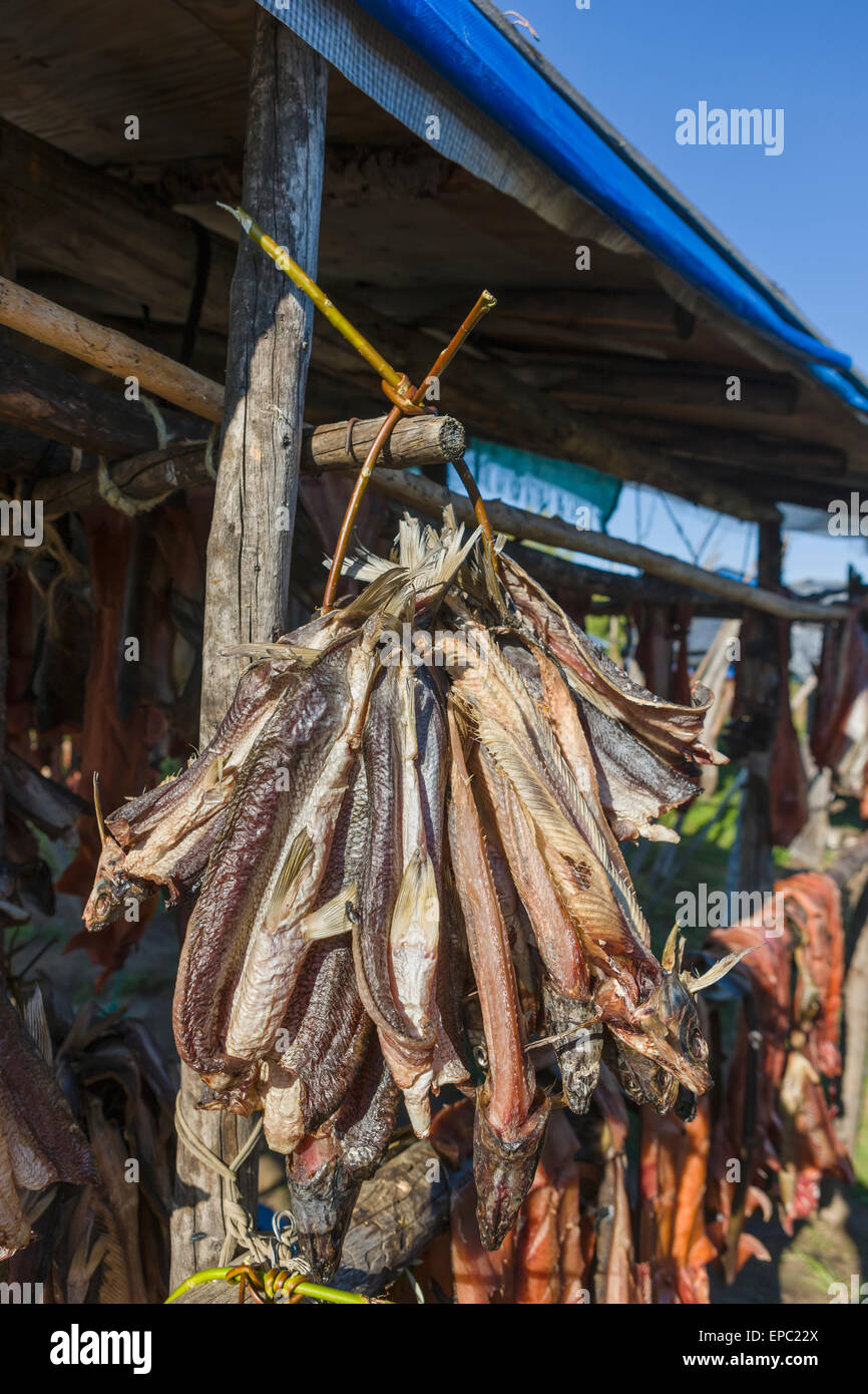 Chum salmon fish camp hi-res stock photography and images - Alamy