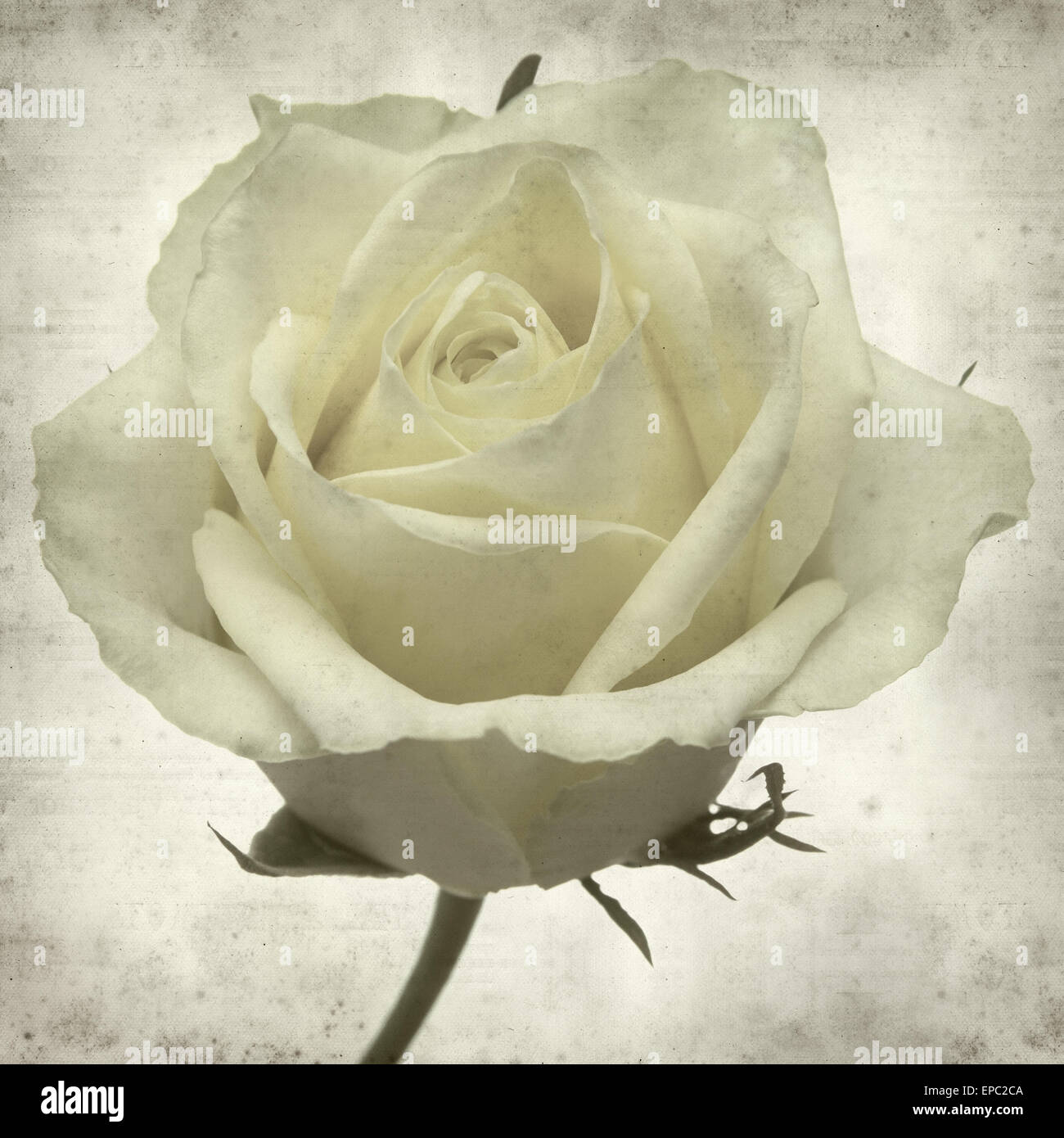 textured old paper background with pale yellow rose flower Stock Photo ...