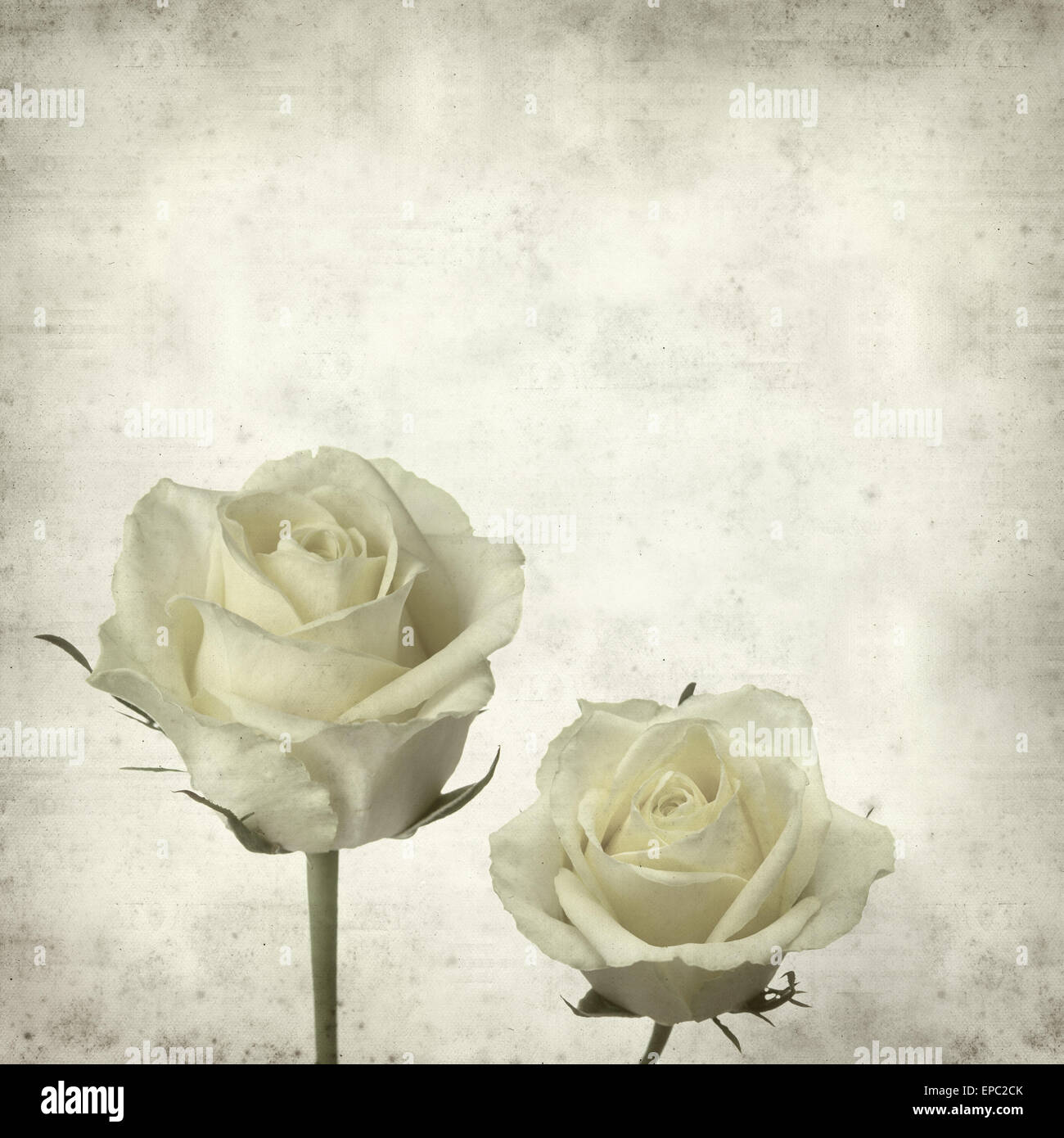 textured old paper background with pale yellow rose flower Stock Photo ...