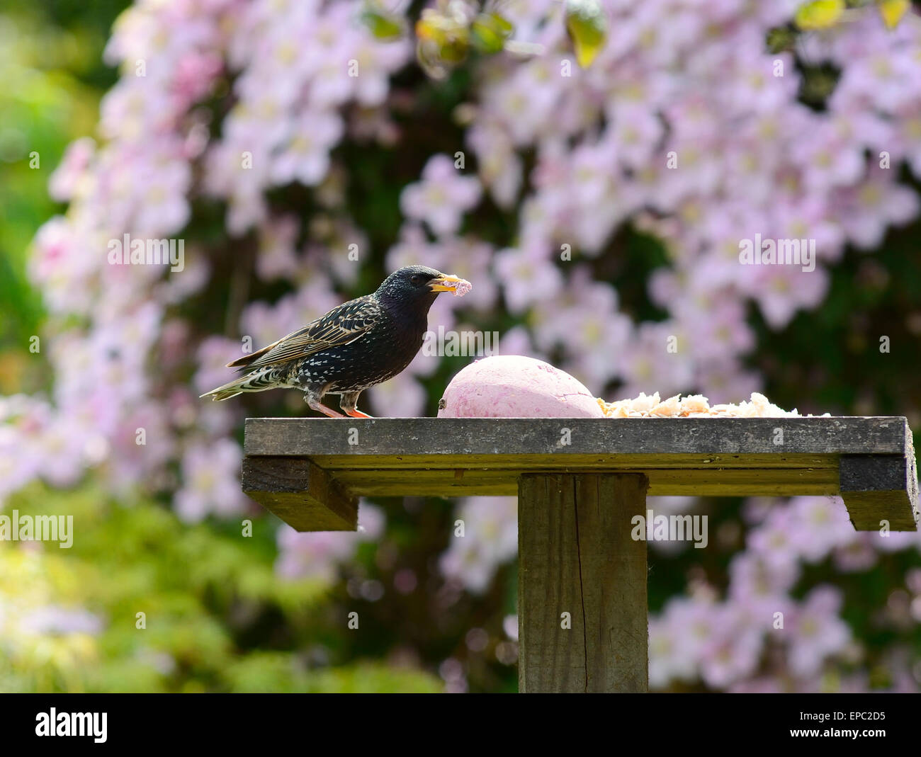 Feeding bird table hi-res stock photography and images - Alamy