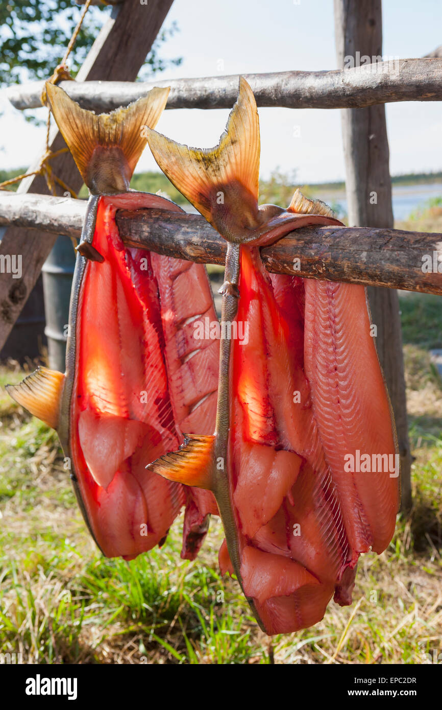 Chum salmon fish camp hi-res stock photography and images - Alamy