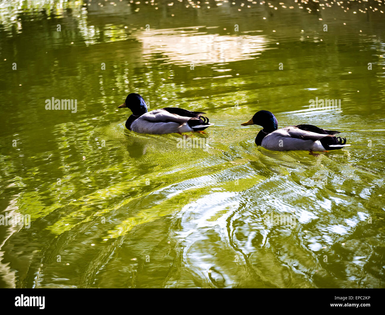 Japanese ducks hi-res stock photography and images - Alamy