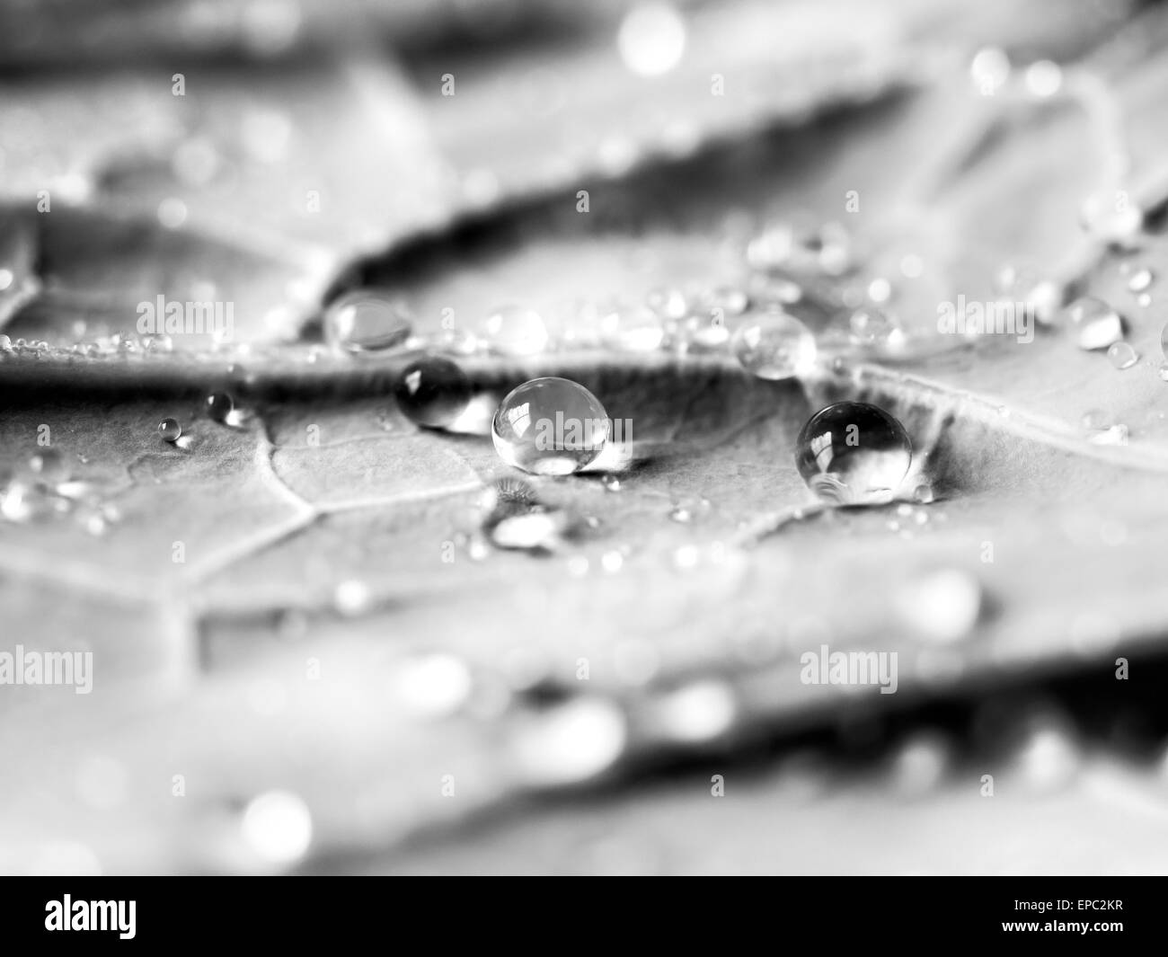 Morning Dew on a Leaf Stock Photo - Alamy