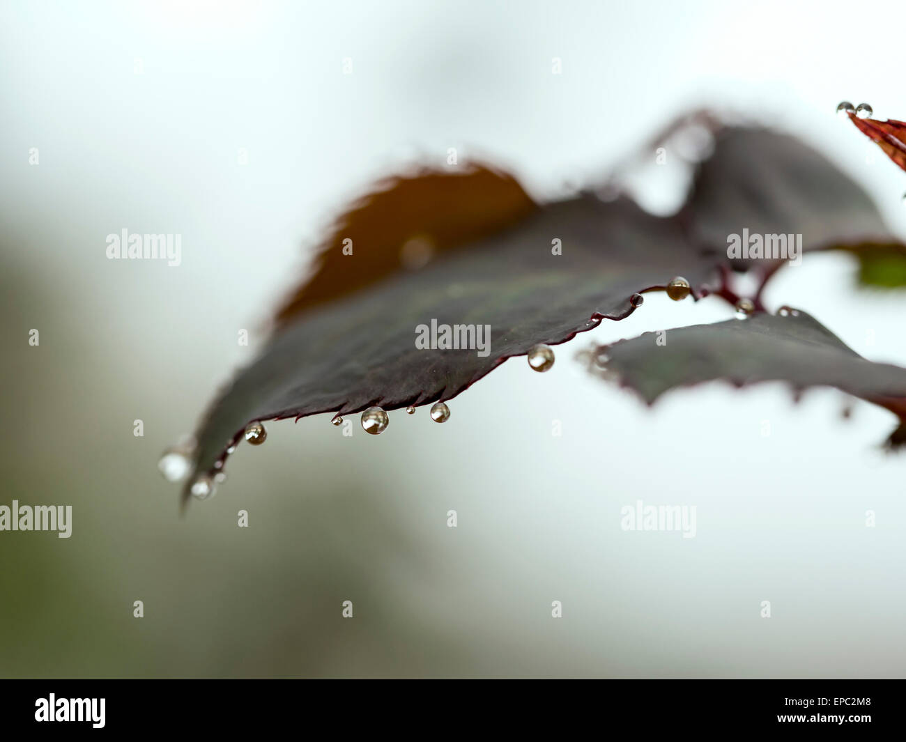 Dews dew hi-res stock photography and images - Alamy