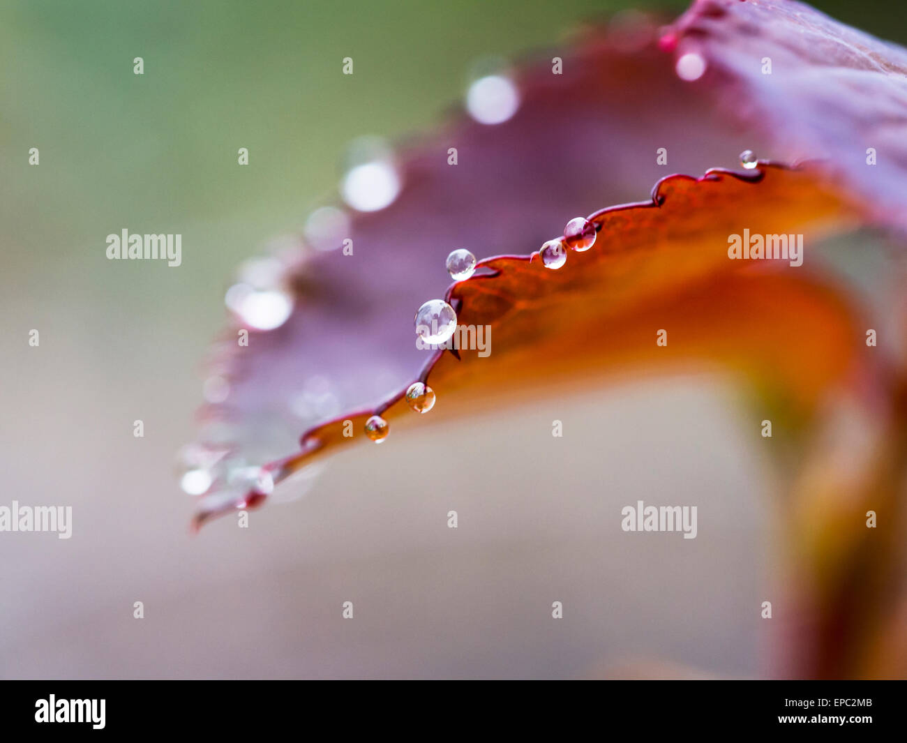 Rain clean hi-res stock photography and images - Alamy