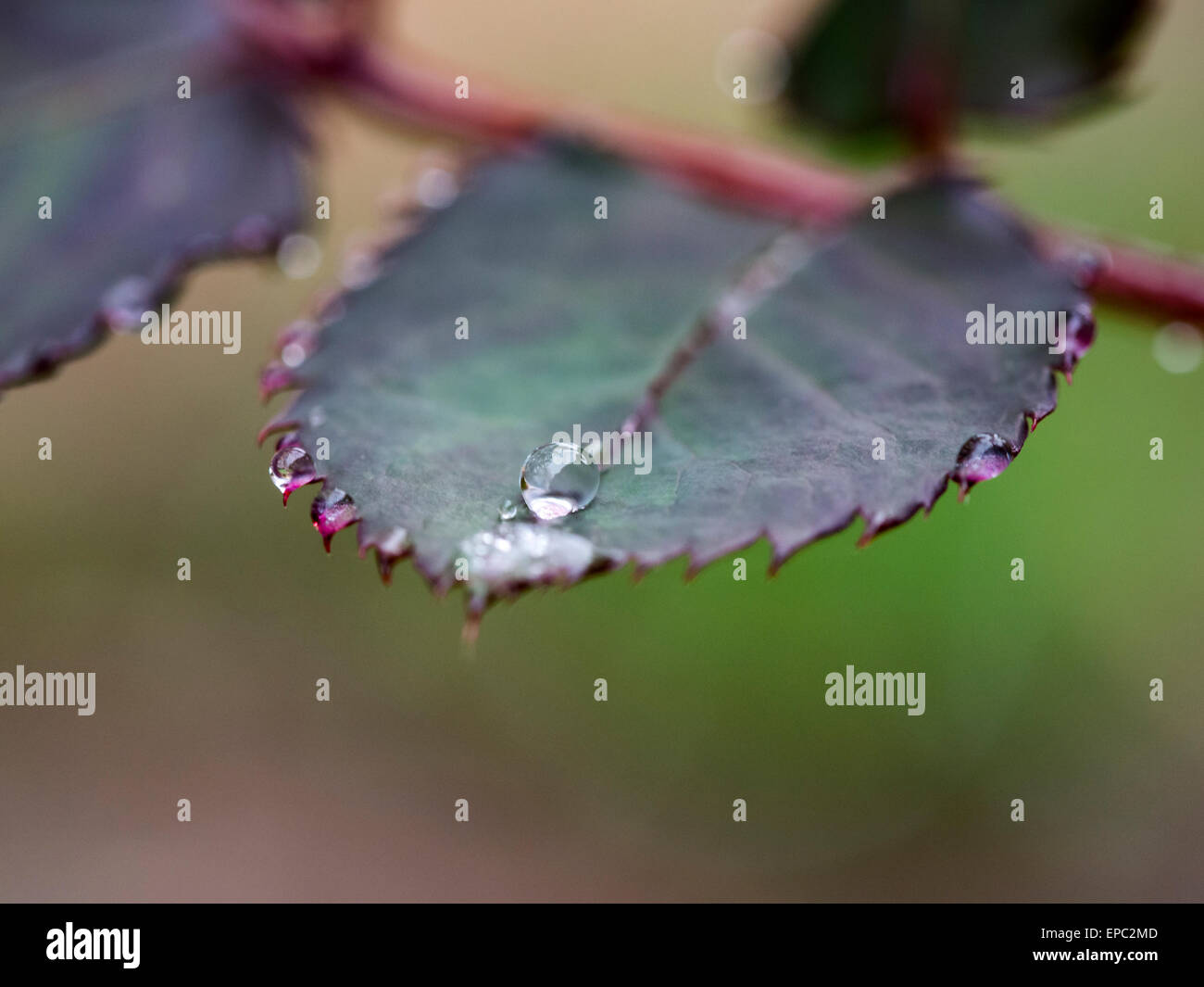Dew icon hi-res stock photography and images - Alamy