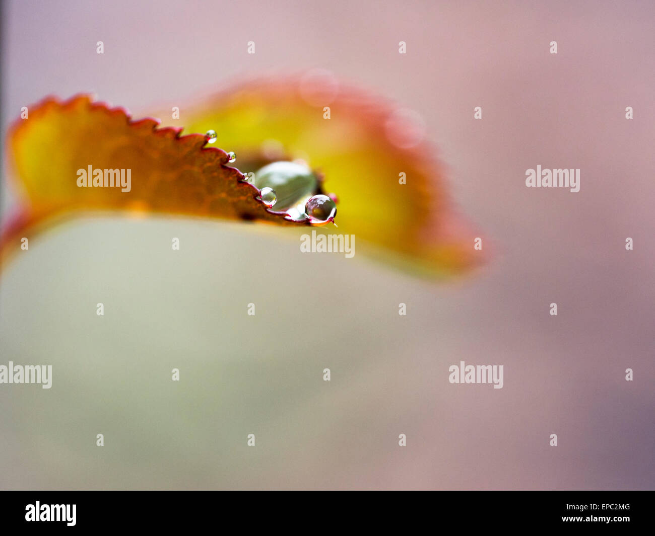 Water Droplet Close Up - Leaf Macro Stock Photo - Alamy