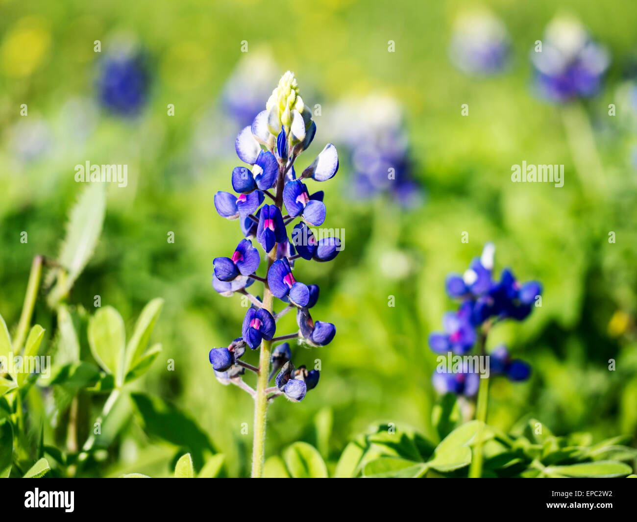 Bonnet flower hi-res stock photography and images - Alamy