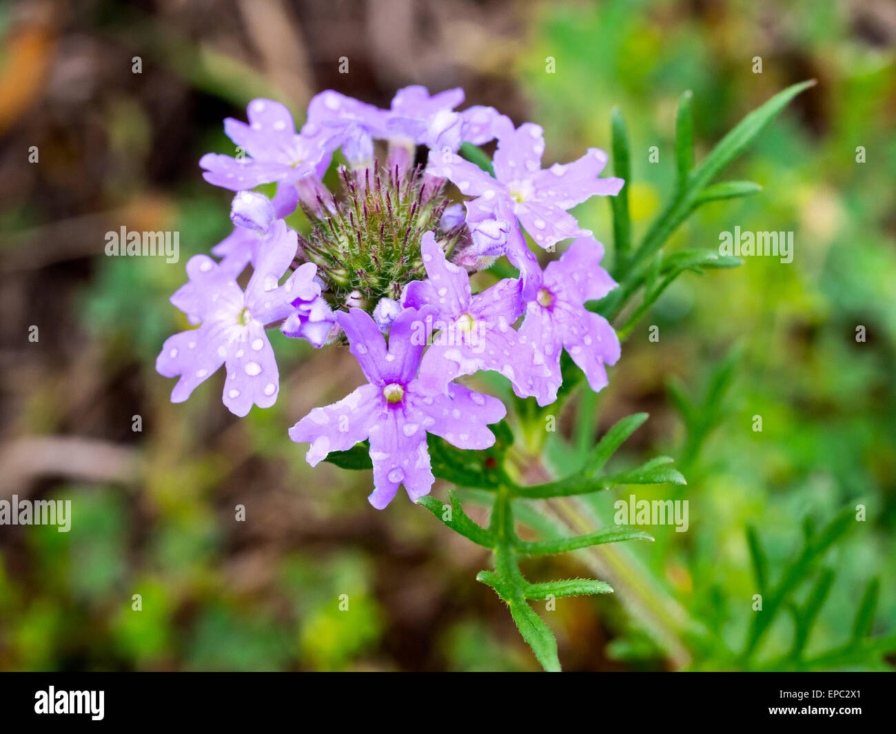 Spring Wildflower Close Up Stock Photo - Alamy