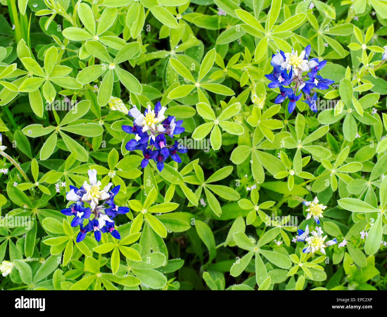 Wildflower Close Up - Bluebonnet, background is bright green leave ...