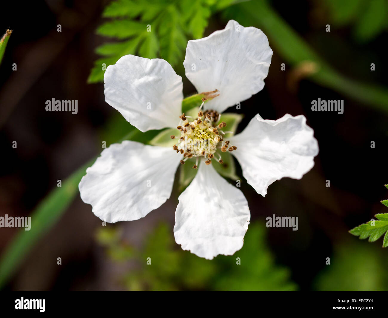 White flower five petals yellow hi-res stock photography and images - Alamy