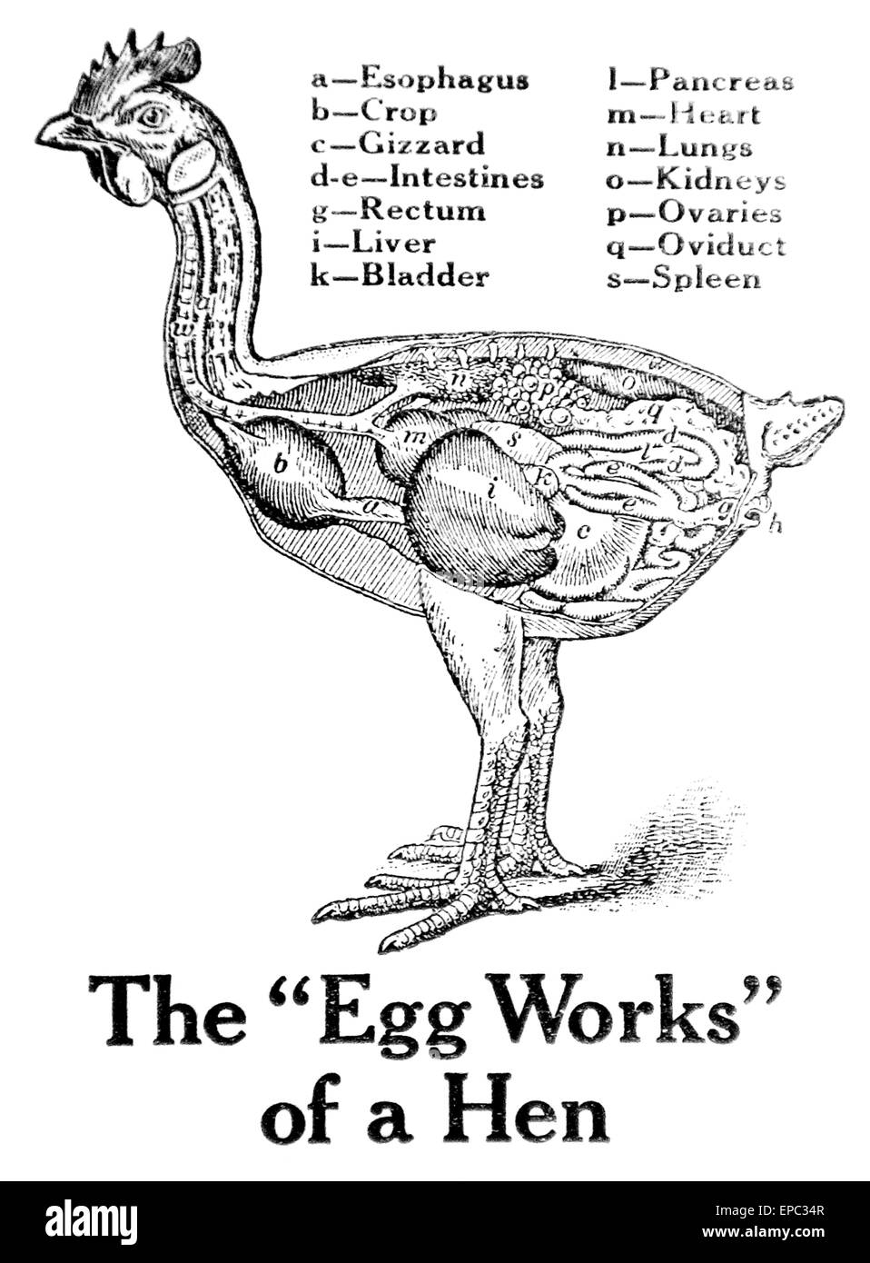 Hen anatomy hi-res stock photography and images - Alamy
