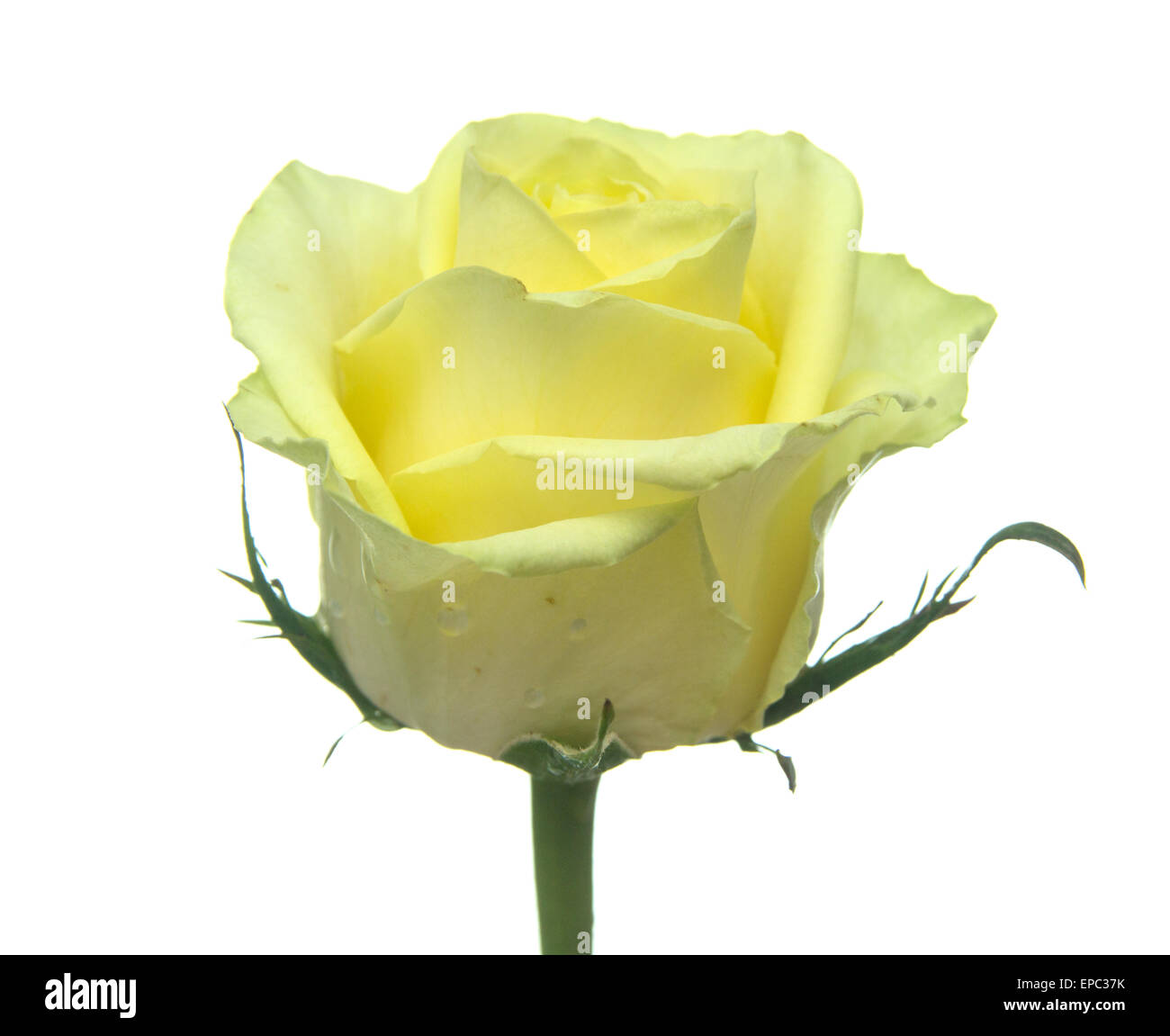 pale yellow rose Stock Photo - Alamy