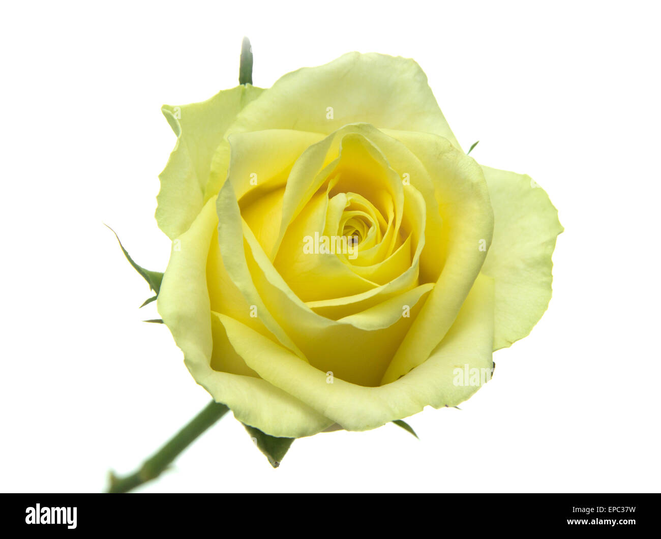 Pale yellow center hi-res stock photography and images - Alamy