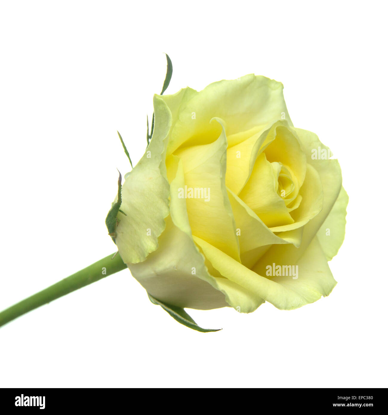half opened yellow-green rose isolated on white background Stock Photo ...