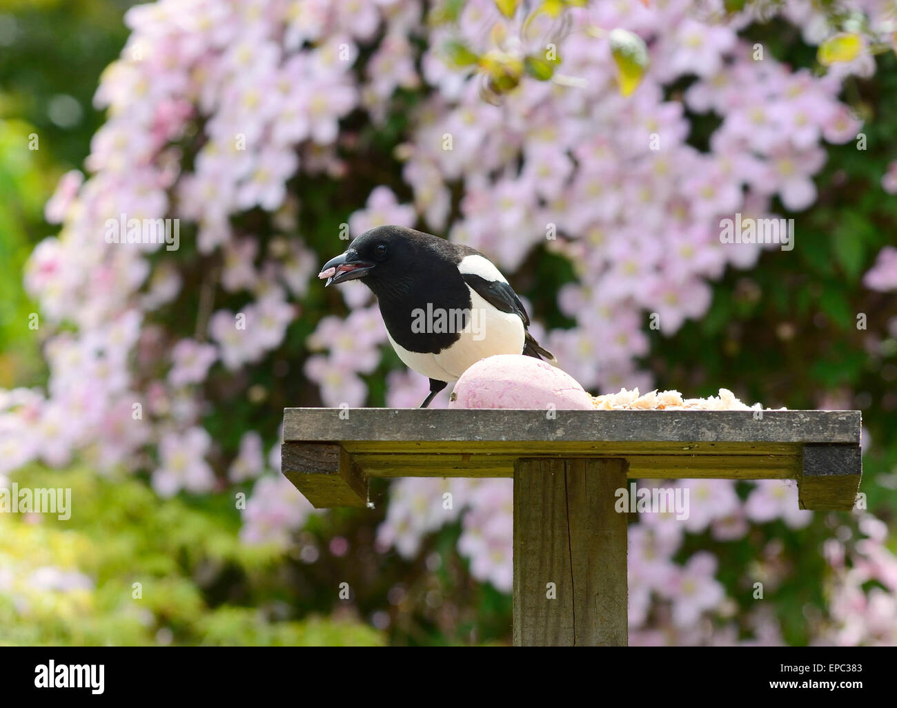 Magpie feeding on a bird table Stock Photo - Alamy