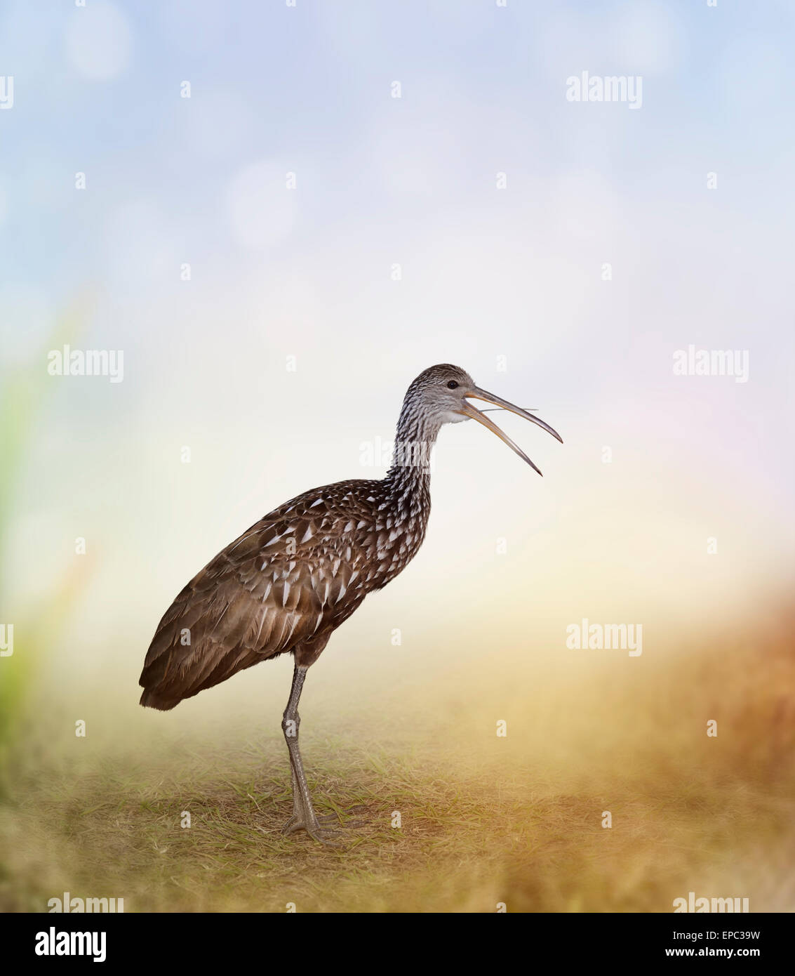 Limpkin Bird In Florida Wetlands Stock Photo - Alamy