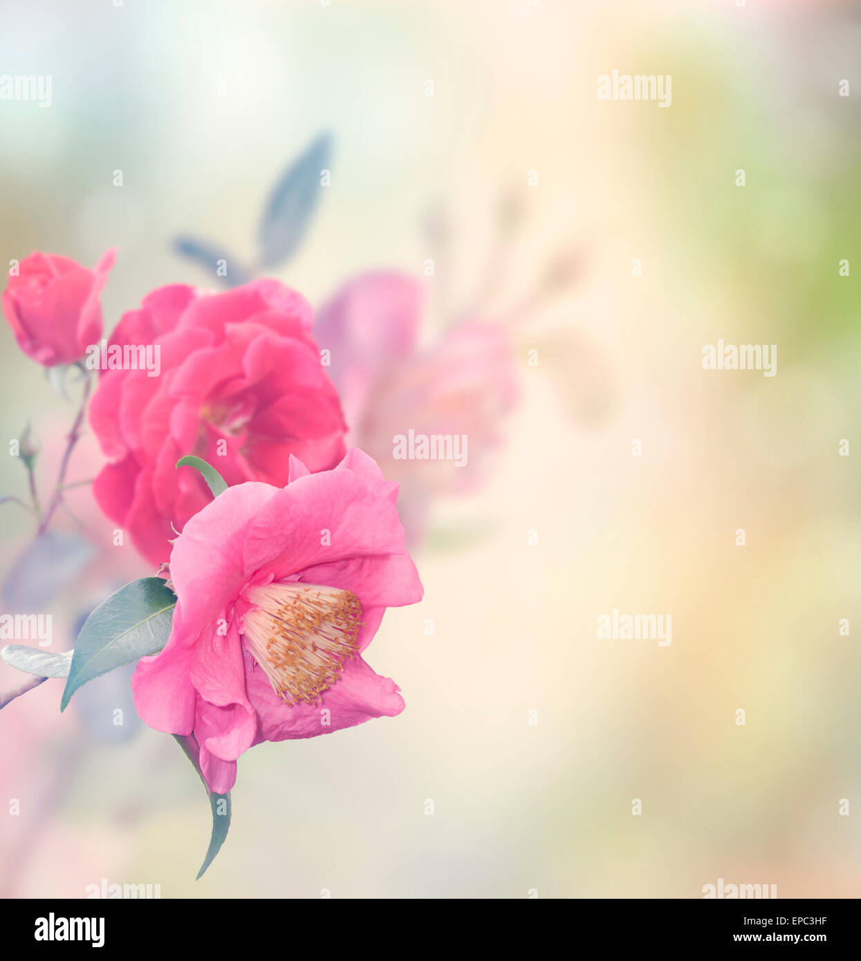 Blossom plants hi-res stock photography and images - Alamy