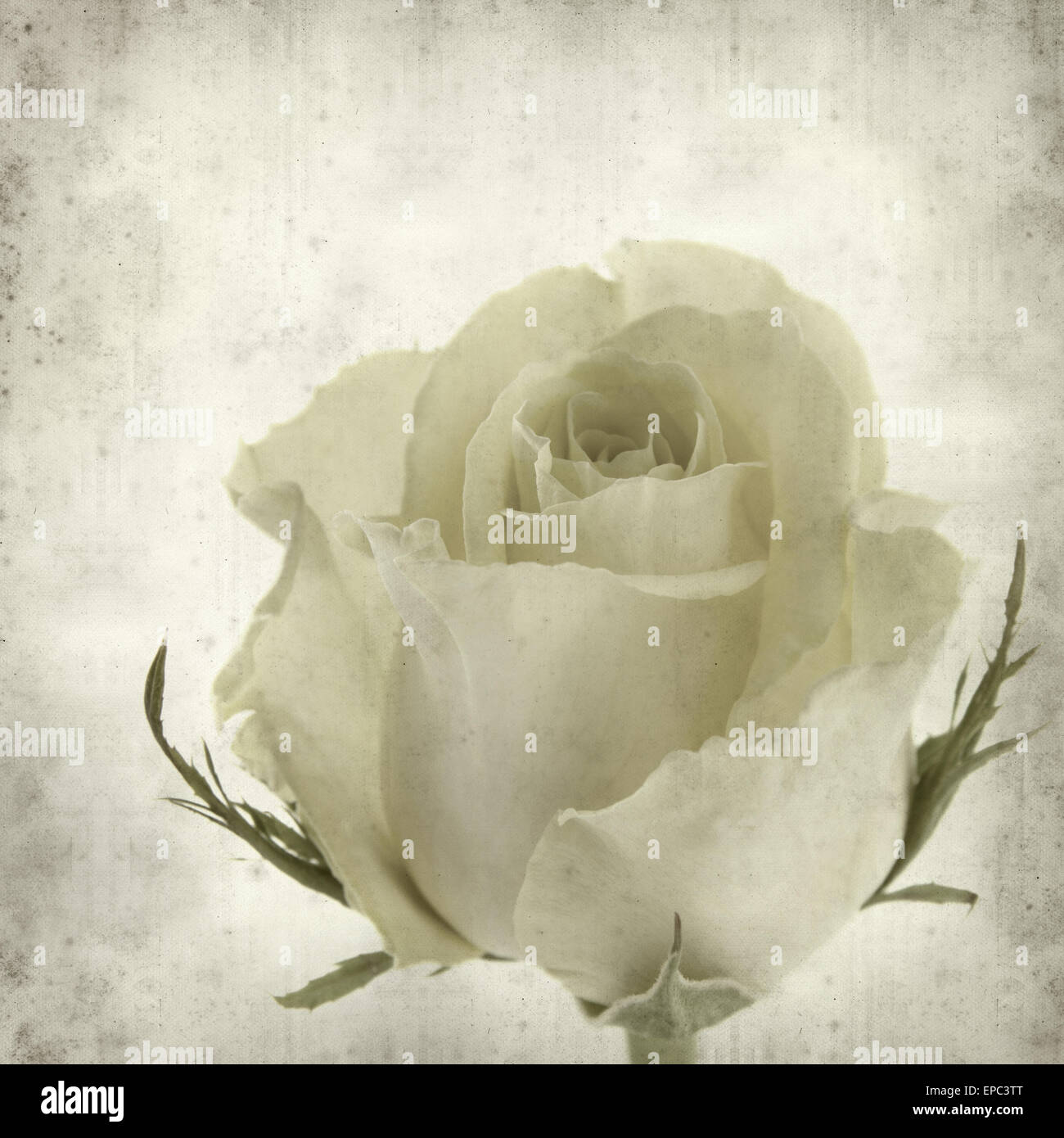textured old paper background with pale yellow rose flower Stock Photo ...