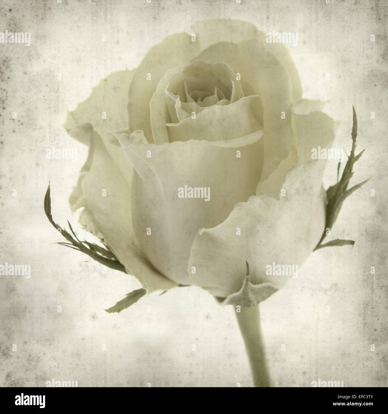 textured old paper background with pale yellow rose flower Stock Photo ...