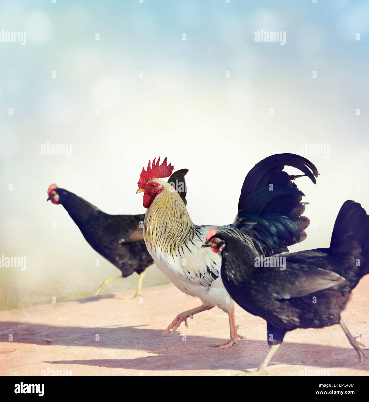 Rooster and Chickens Crossing A Sidewalk Stock Photo - Alamy