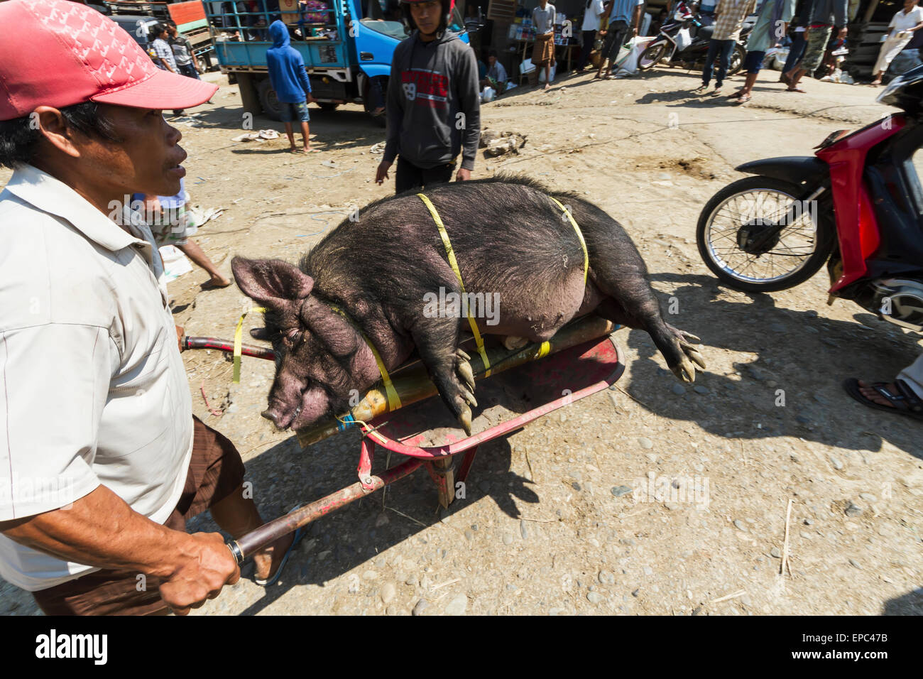 Man carrying a pig tied to bamboo sticks at the Bolu livestock market ...