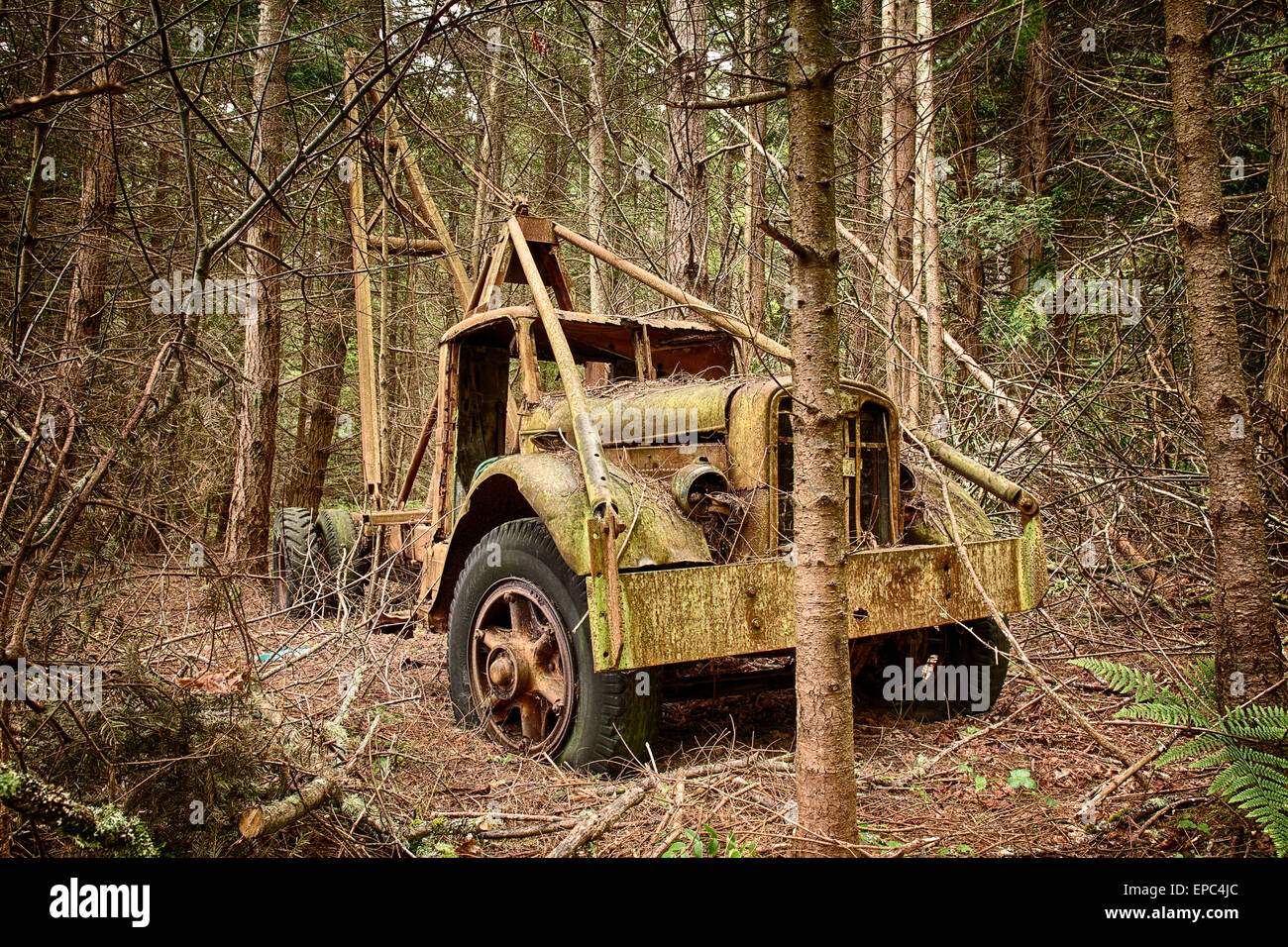 Truck in forest hi-res stock photography and images - Alamy