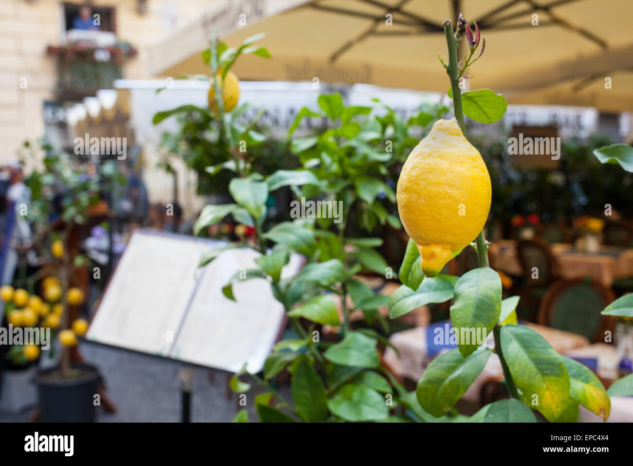 Sorrento lemon hi-res stock photography and images - Alamy