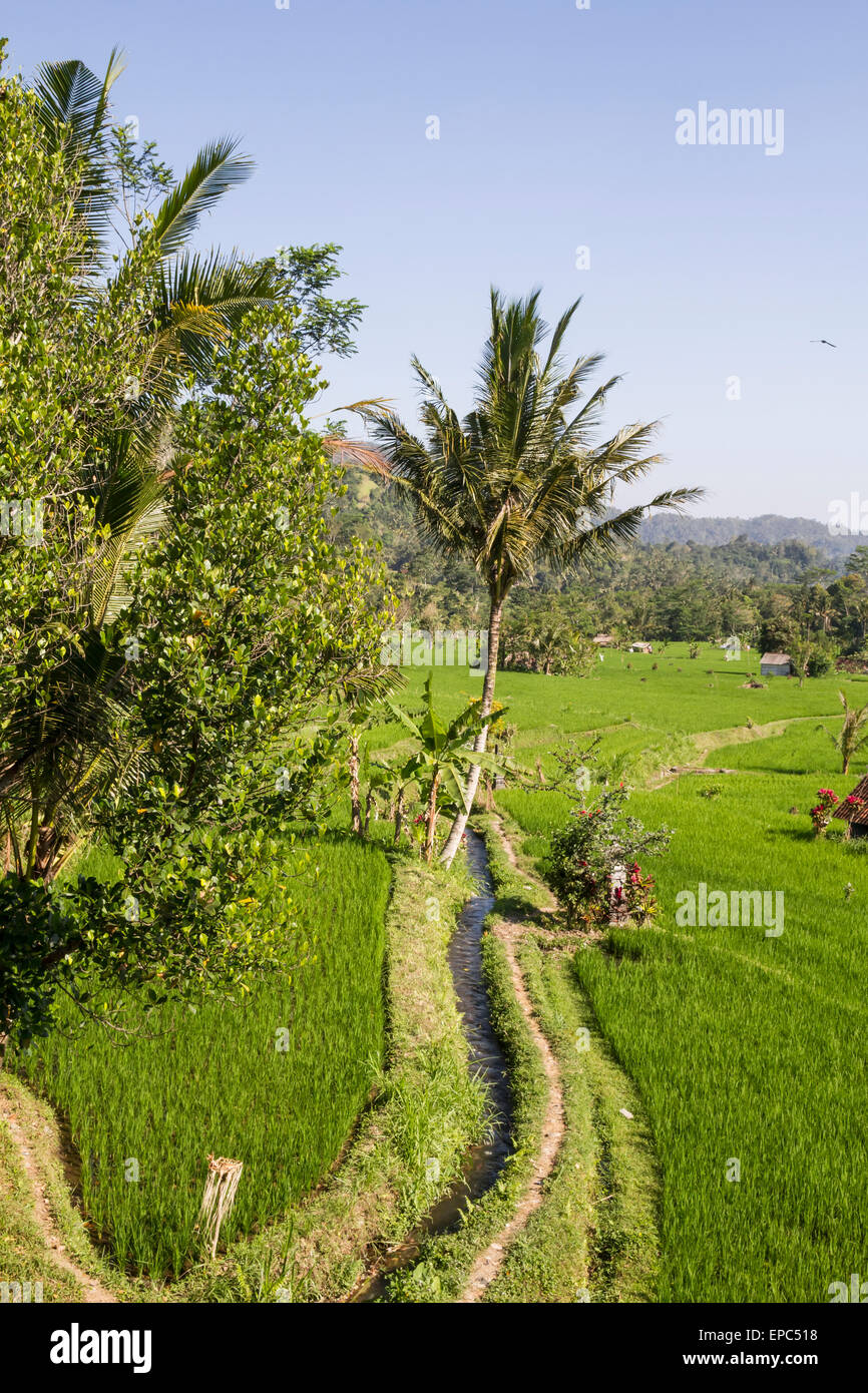Rice fields in the valley of the Unda river, Sidemen, Bali, Indonesia ...