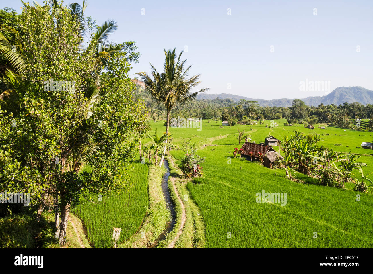 Rice fields in the valley of the Unda river, Sidemen, Bali, Indonesia ...