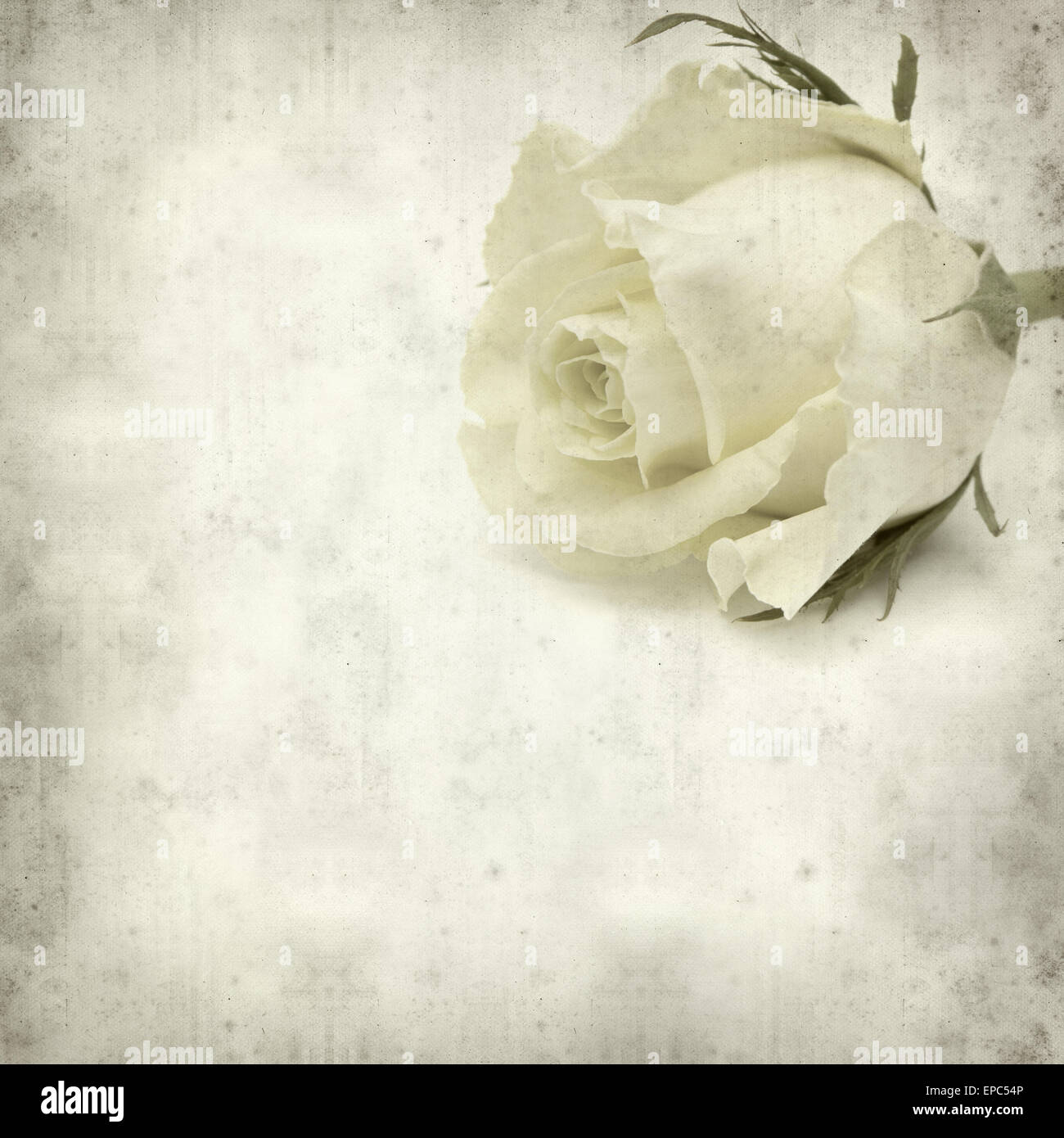 textured old paper background with pale yellow rose flower Stock Photo ...