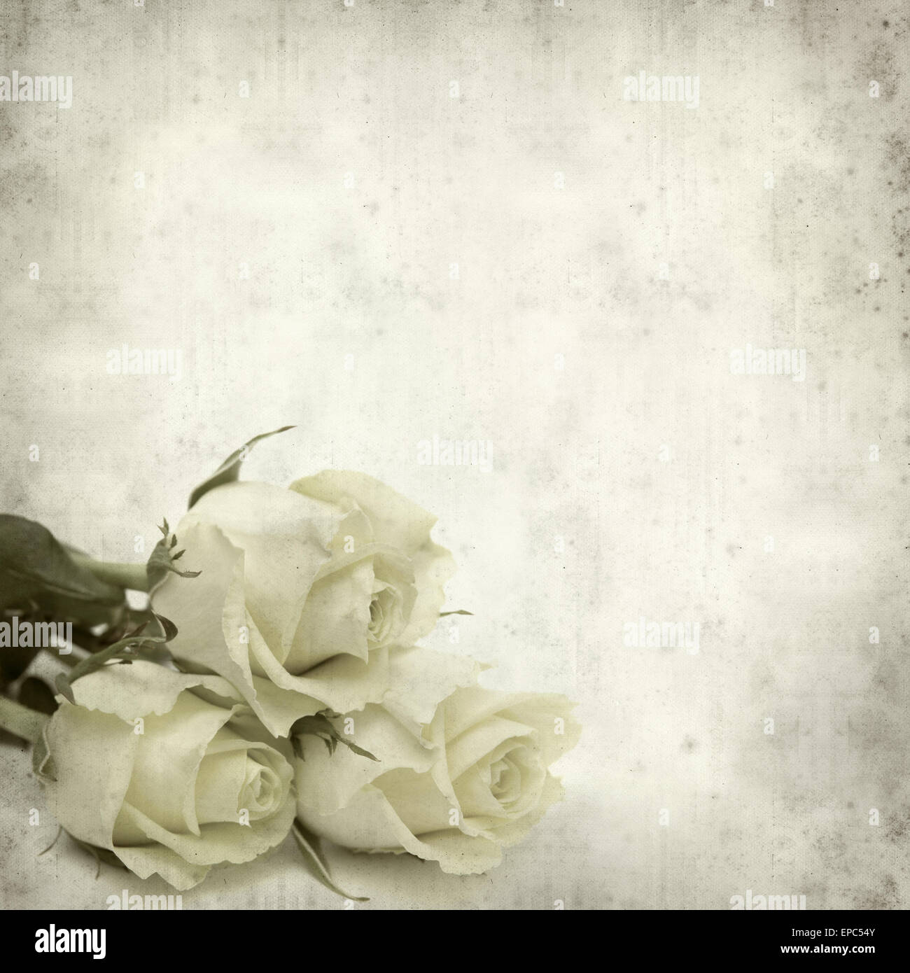 textured old paper background with pale yellow rose flower Stock Photo ...