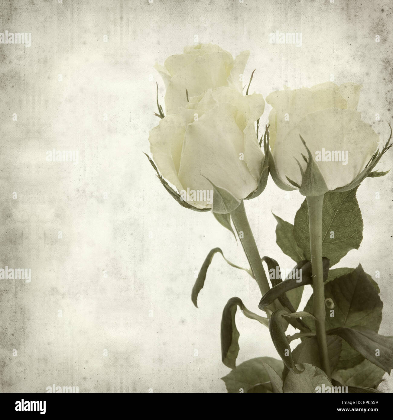 textured old paper background with pale yellow rose flower Stock Photo ...