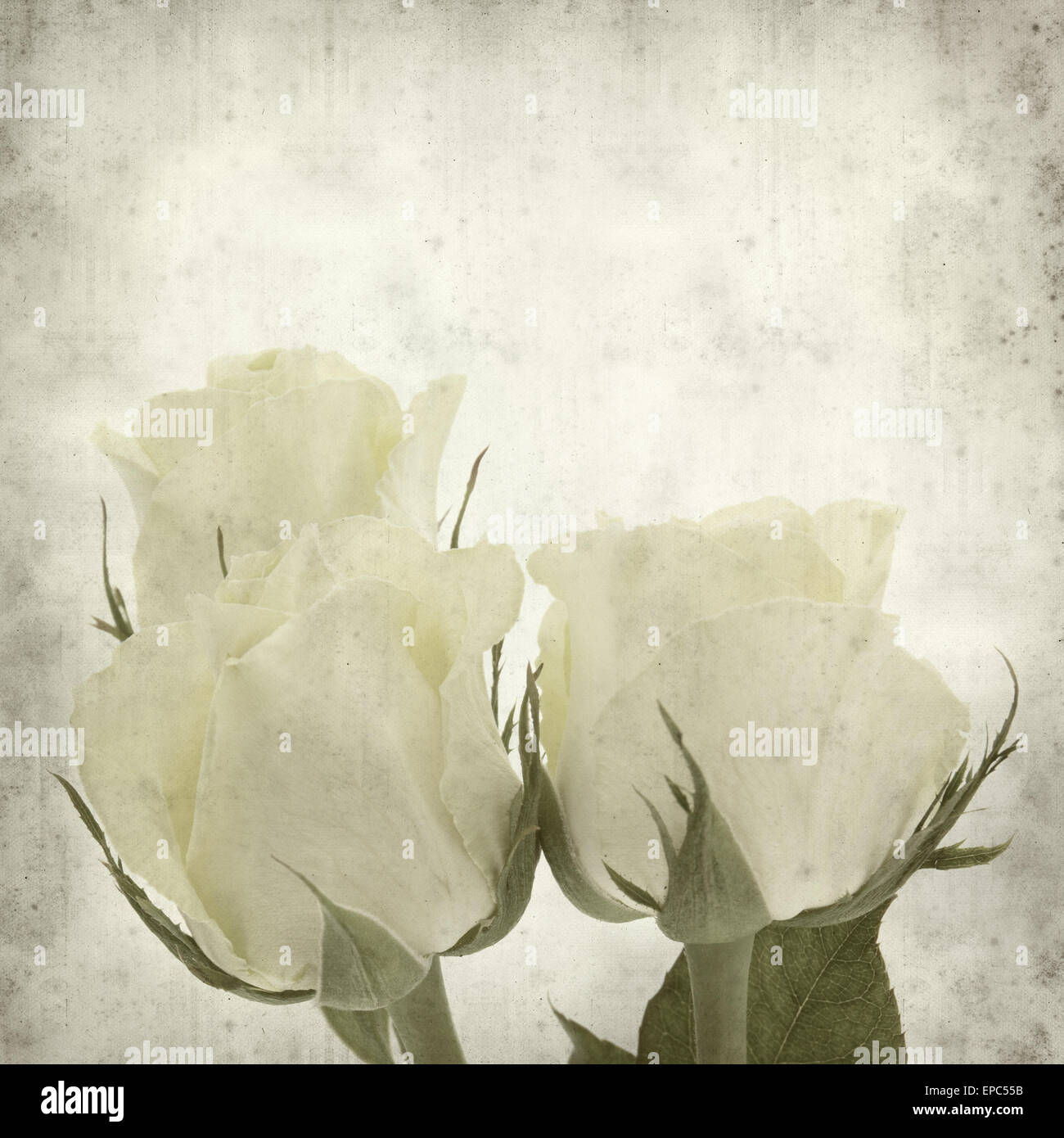 textured old paper background with pale yellow rose flower Stock Photo ...