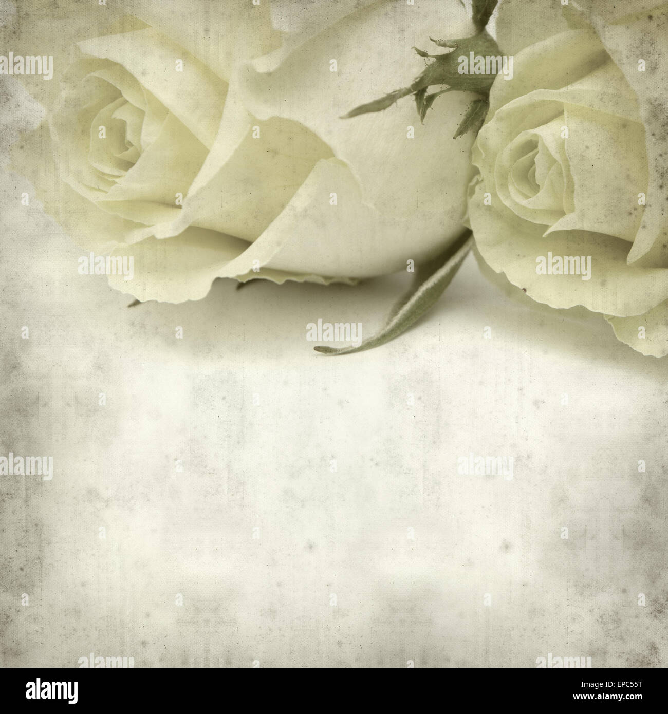 textured old paper background with pale yellow rose flower Stock Photo ...