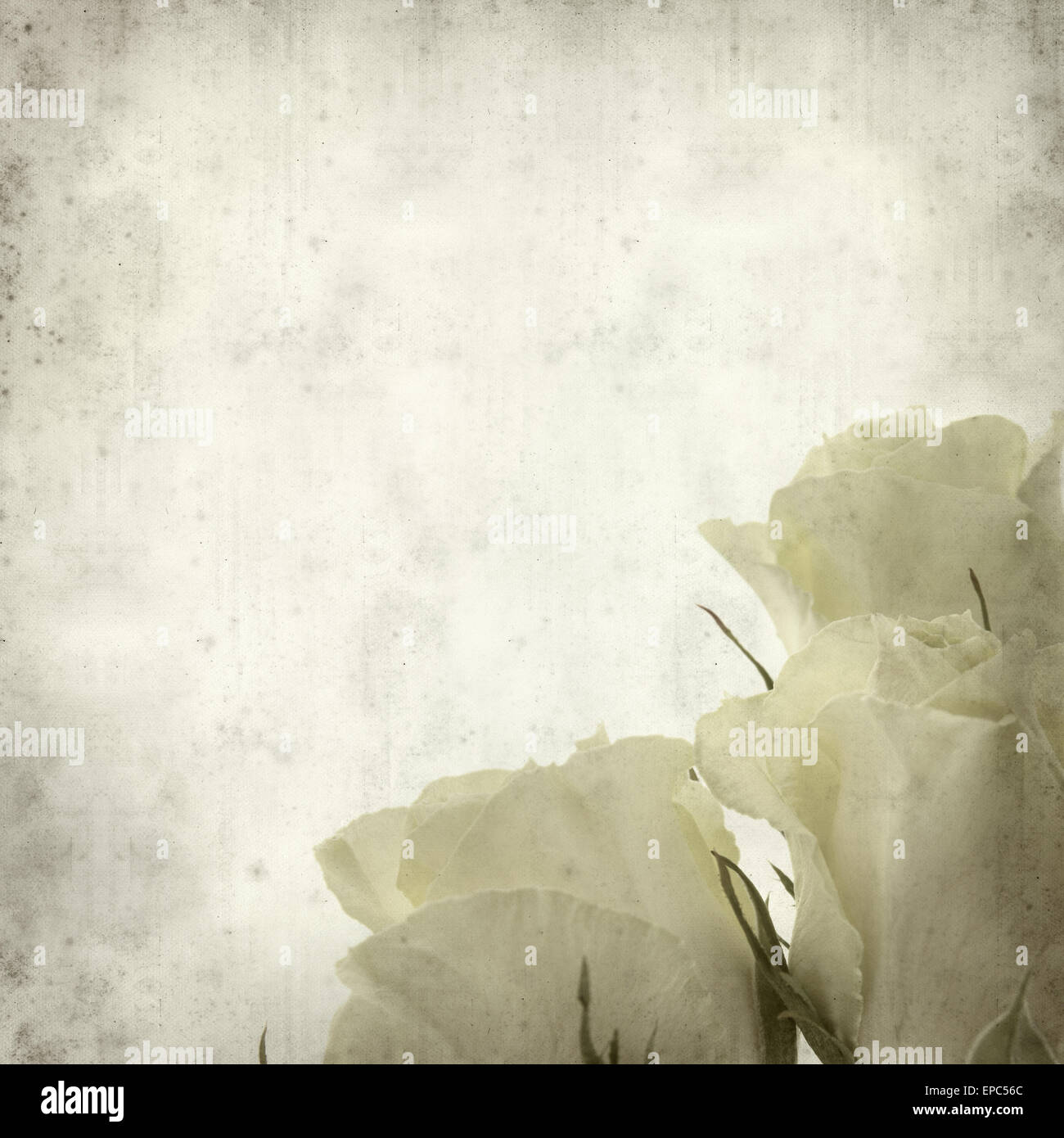 textured old paper background with pale yellow rose flower Stock Photo ...