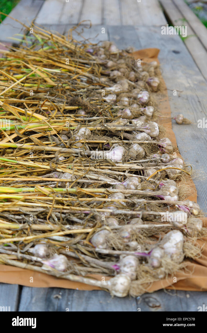 the fresh dug out onions dry in the open air Stock Photo - Alamy