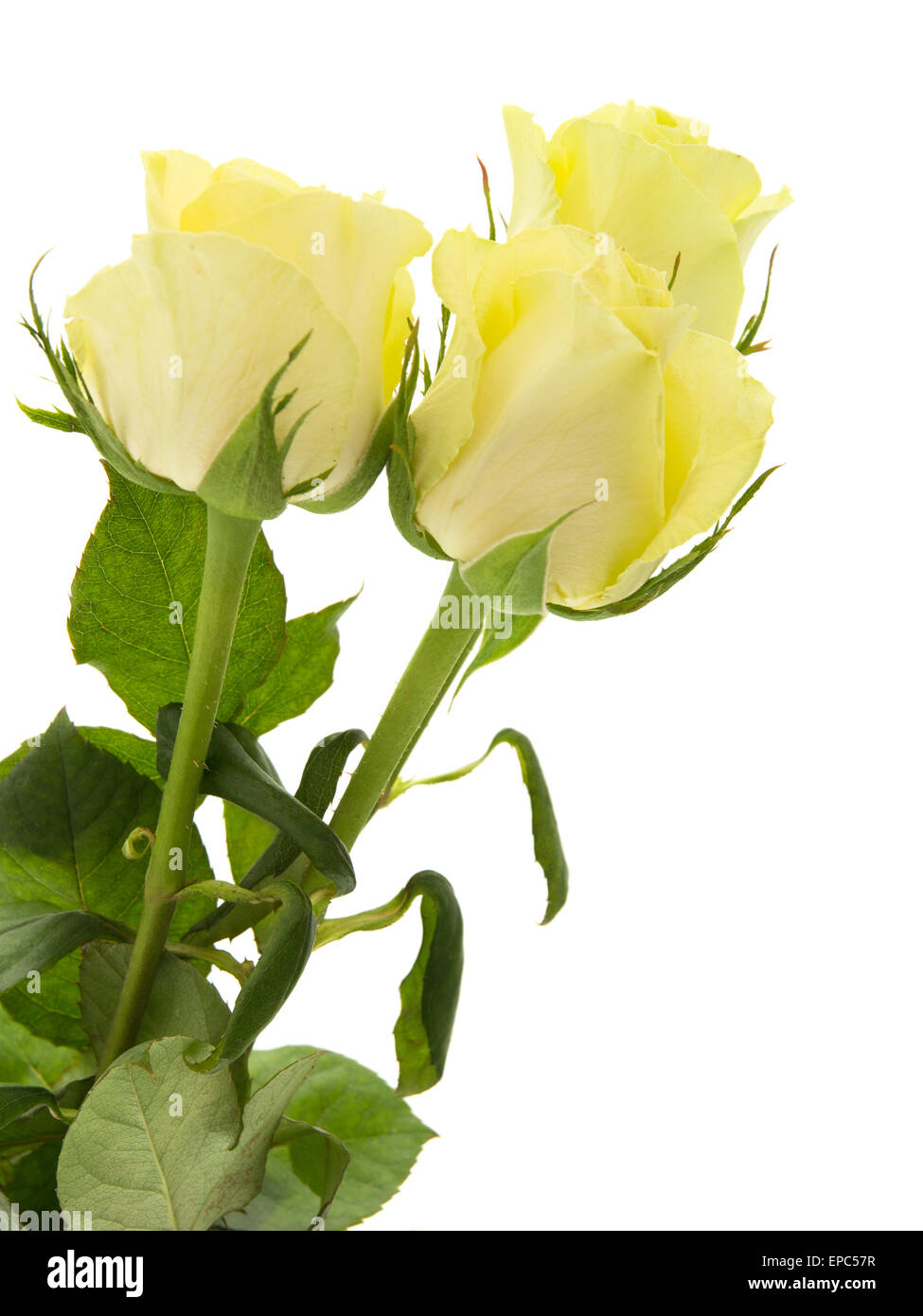 yellow-green rose flowers macro on white background Stock Photo - Alamy
