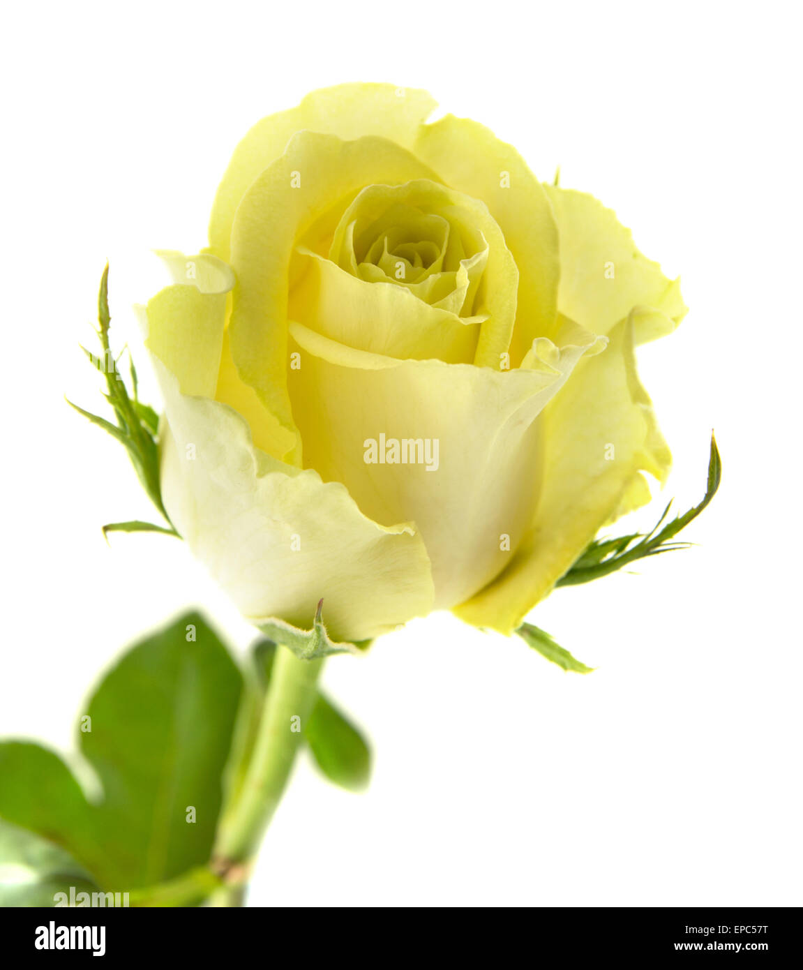 yellow-green rose flowers macro on white background Stock Photo - Alamy