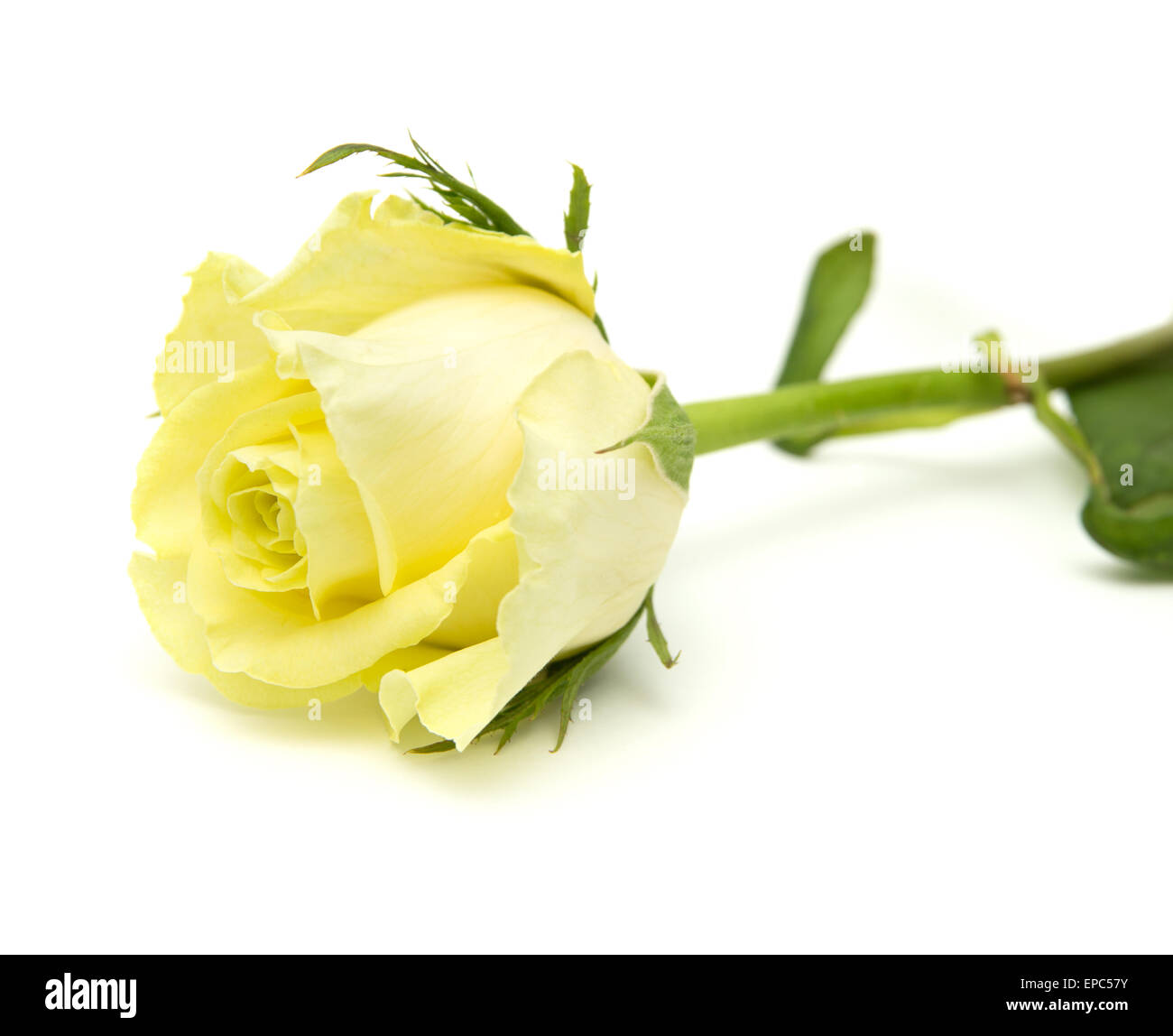 yellow-green rose flowers macro on white background Stock Photo - Alamy